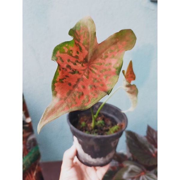 Keladi Caladium Butterfly | Shopee Malaysia