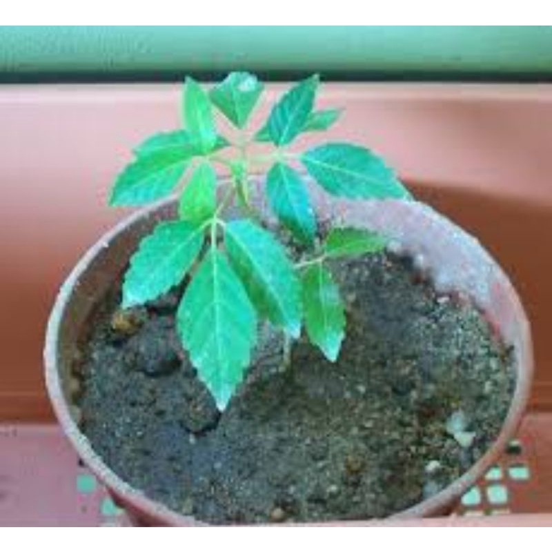 Anak Pokok Melada Pahit @ Bisul (polibag) | Shopee Malaysia