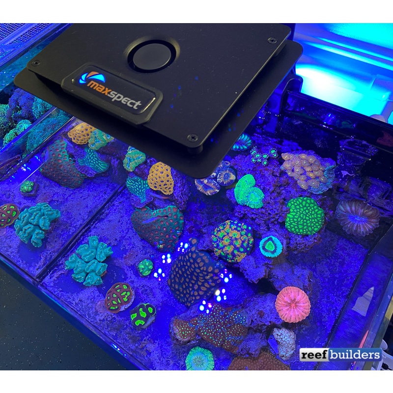 LOCAL SELLER-Maxspect MJ-L165 LED Lighting ( Pro/Blue) | Shopee Malaysia