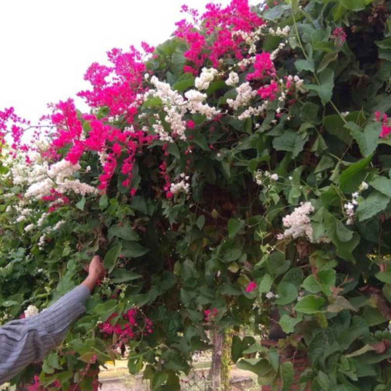 Pokok air mata pengantin putih / pink pokok menjalar kesukaan kelulut ...