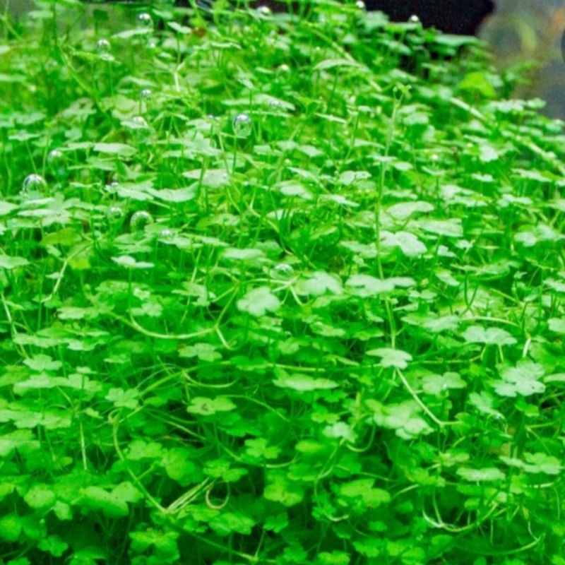 Hydrocotyle Tripatita carpet plant | Shopee Malaysia