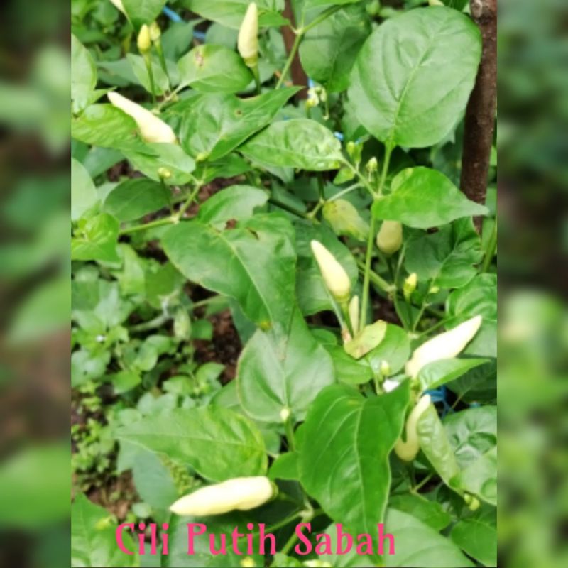 Cili Putih Sabah(25biji) | Shopee Malaysia