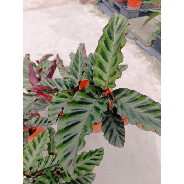 Happi GO 1Pot Calathea Gandersii 竹芋 (Live Plant) | Shopee Malaysia