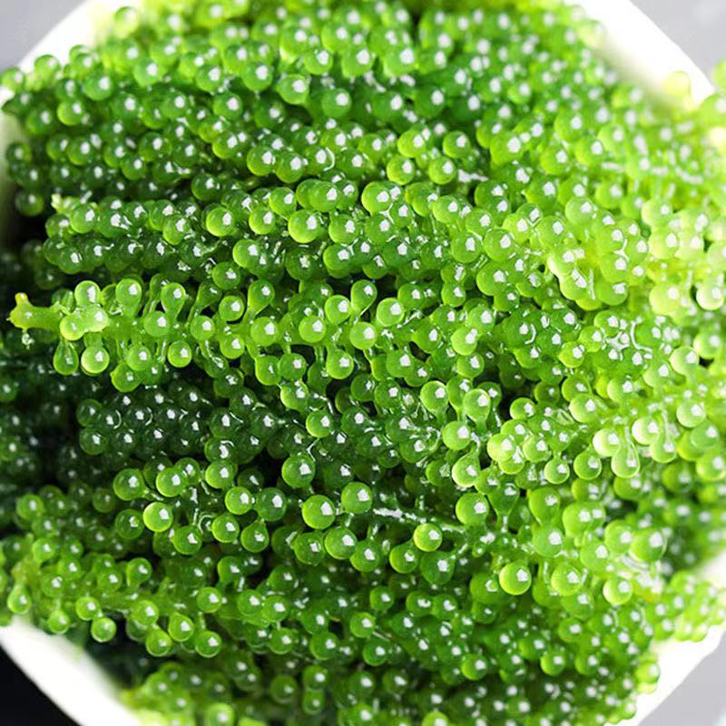 【READY STOCK 】Sea Grape Kelp Silk Instant Longevity Seaweed Vegetable ...