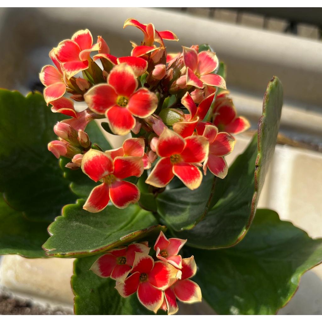 Kalanchoe🧧Blooming Calanchoe🧧万紫千红 🍁Pot Size @ bunga setawar | Shopee ...