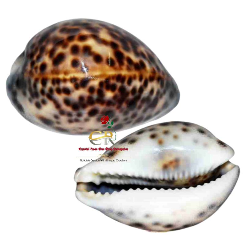 Rare Vishnu Raja Kaudi/Cowrie Sacred Shankh For Pooja | Shopee Malaysia