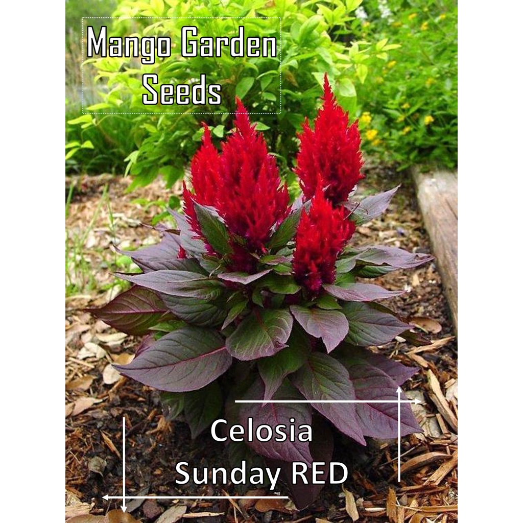 Sunday RED Celosia Seeds - 100 Seed *Pot Friendly* Tanam Pasu Bunga ...