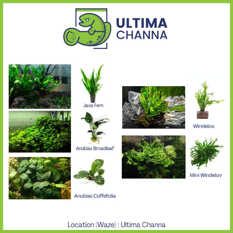 Low Tech Aquatic Plant- Java Fern, Anubias Broadleaf/ Nana/ Coffefolia ...