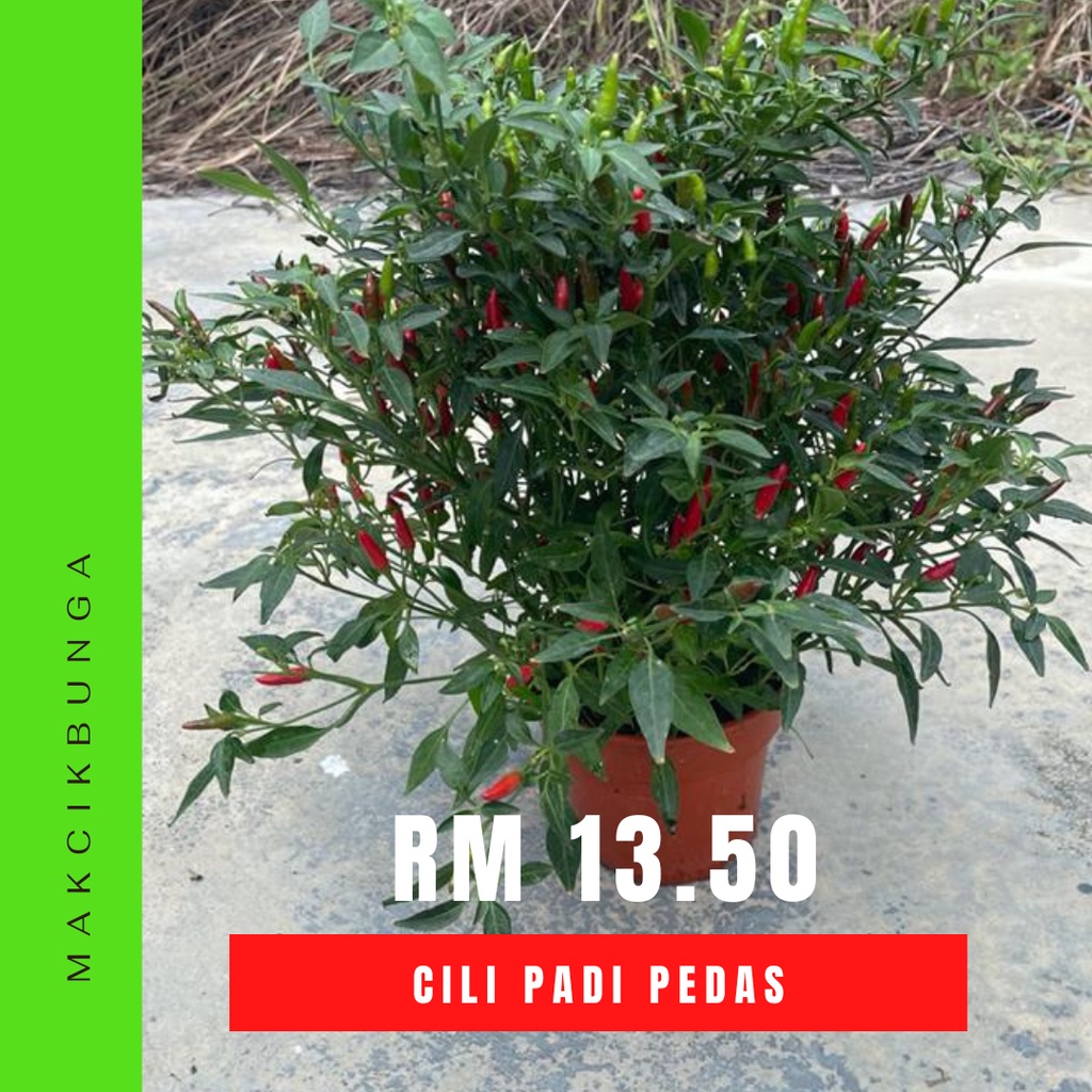 🌶Anak Pokok Cili Padi( pedas berapi),Cili Padi Kampung🌶 | Shopee Malaysia