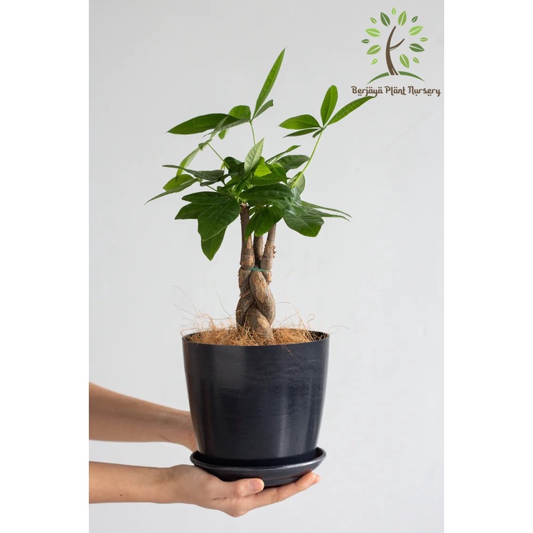 Berjaya Plant Nursery - Money Tree/Pachira Aquatica(Pokok Bunga Hidup ...