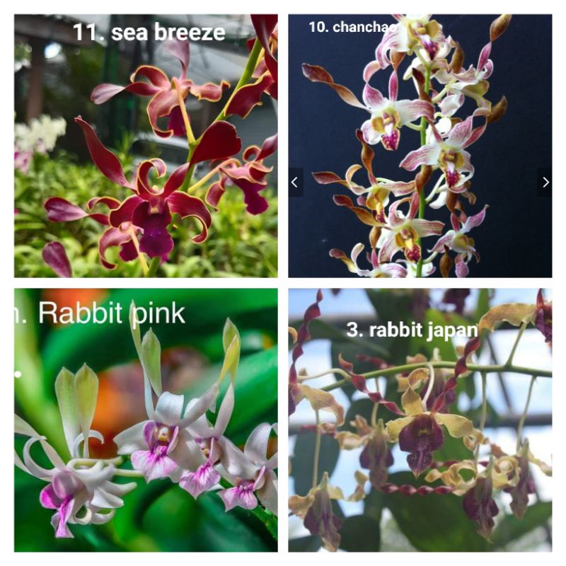 Dendrobium rabbit ears. Twist. Kerinting. Saiz anak | Shopee Malaysia