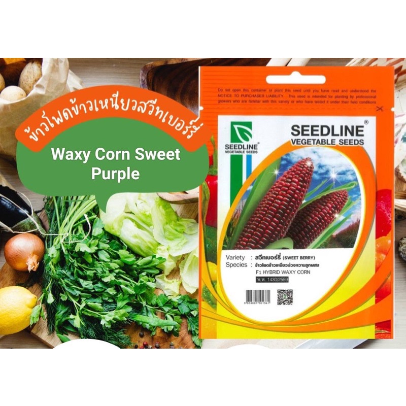 🌱Ready Stock 🌱Waxy Sweet Purple/Sweet Berry Corn F-1 Hybrid Seeds ...