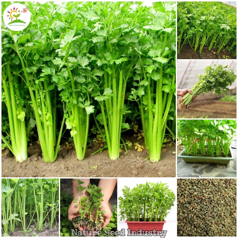 Biji Saderi Celery Seeds for Planting (20 seeds/bag) | 芹菜种子 | Home ...