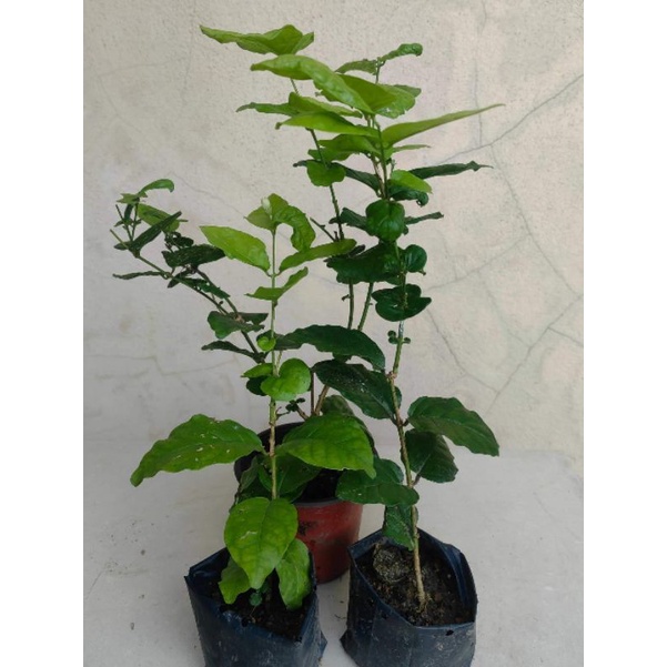 Fragrant Jasmine Jasminum Sambac Arabia Jasmine Flower Mogra Fragrant ...
