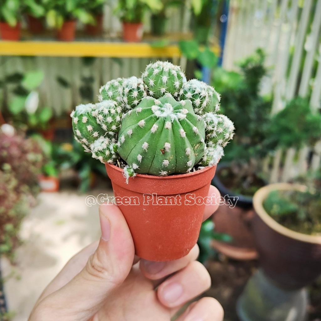 GPS Green Plant Society Cactus Family Type 29 Echinopsis Subdenudata ...
