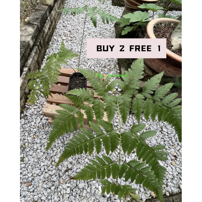 BUY 2 FREE 1 Pokok Rabbit Foot Fern / Pokok Hiasan Hidup / Rabbit Foot ...
