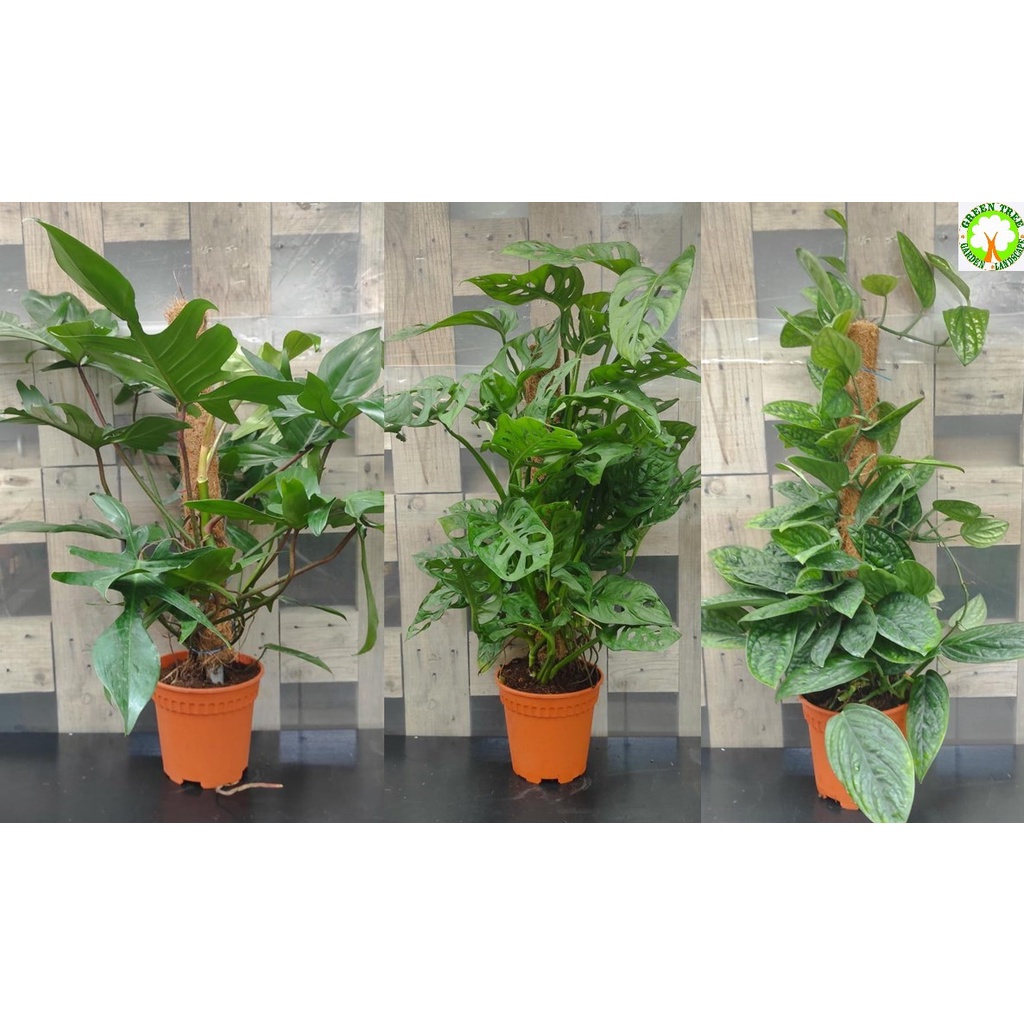 INDOOR PLANT - Philodendron Rudolphv蔓綠絨 / Monstera Adansonii 仙洞龟背竹 ...