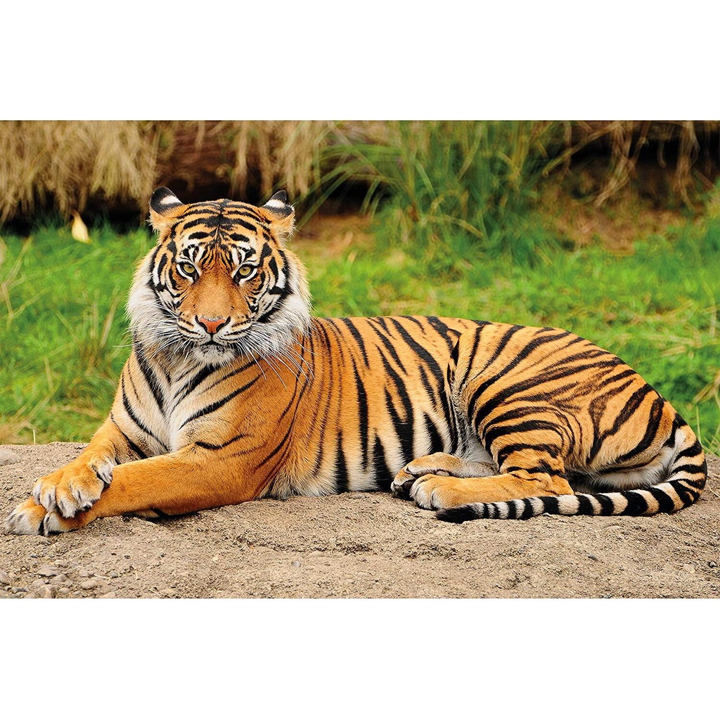 Poster Tiger Majestic Animal Big Cat Wild Cat Wild Animals Big Cat ...