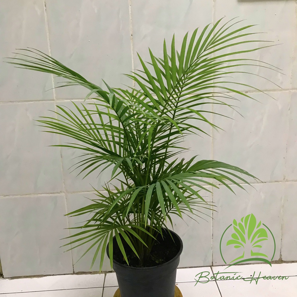 LARGE SIZE REAL LIVE INDOOR PLANT JAWA PALM WITH POT CHAMAEDOREA ...