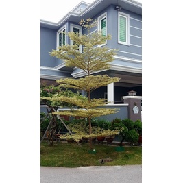 Pokok Bucida Batik Varigated | Shopee Malaysia