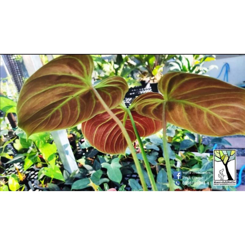 Philodendron rubrijuvenile 'El Choco Red' all plants is ori from ...