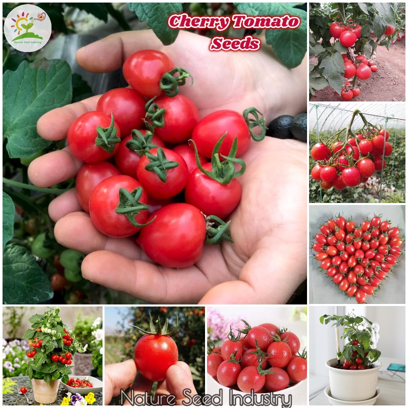 Red Cherry Tomato Seeds for Planting 20pcs Organic Fruit Seeds Fruits Plant Seeds Bonsai Seeds ...