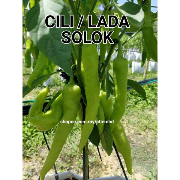 CILI / LADA SOLOK KELANTAN **Biji Benih 15 pcs | Shopee Malaysia
