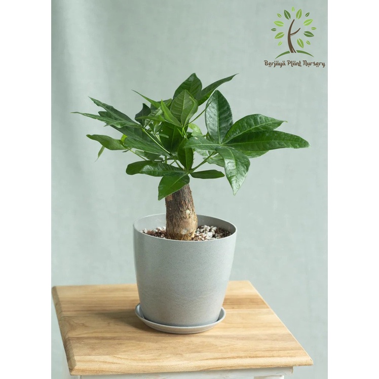 Berjaya Plant Nursery - Money Tree/Pachira Aquatica(Pokok Bunga Hidup ...
