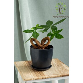 Berjaya Plant Nursery - Money Tree/Pachira Aquatica(Pokok Bunga Hidup ...