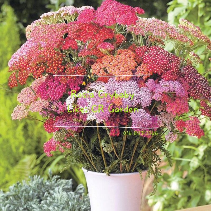 yarrow mix colour 5 seeds 千叶蓍 混色 5粒 （Growing Period: 2100 Days, 70-90cm ...