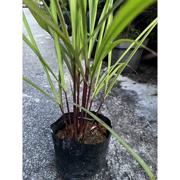 Pokok Serai Wangi dalam polybag | Shopee Malaysia