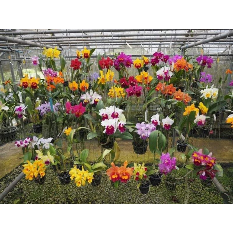 CATTLEYA CUTTING BUNGA WANGI MINIMUM PEMBELIAN 2(JUAL CUTTING TANPA ...