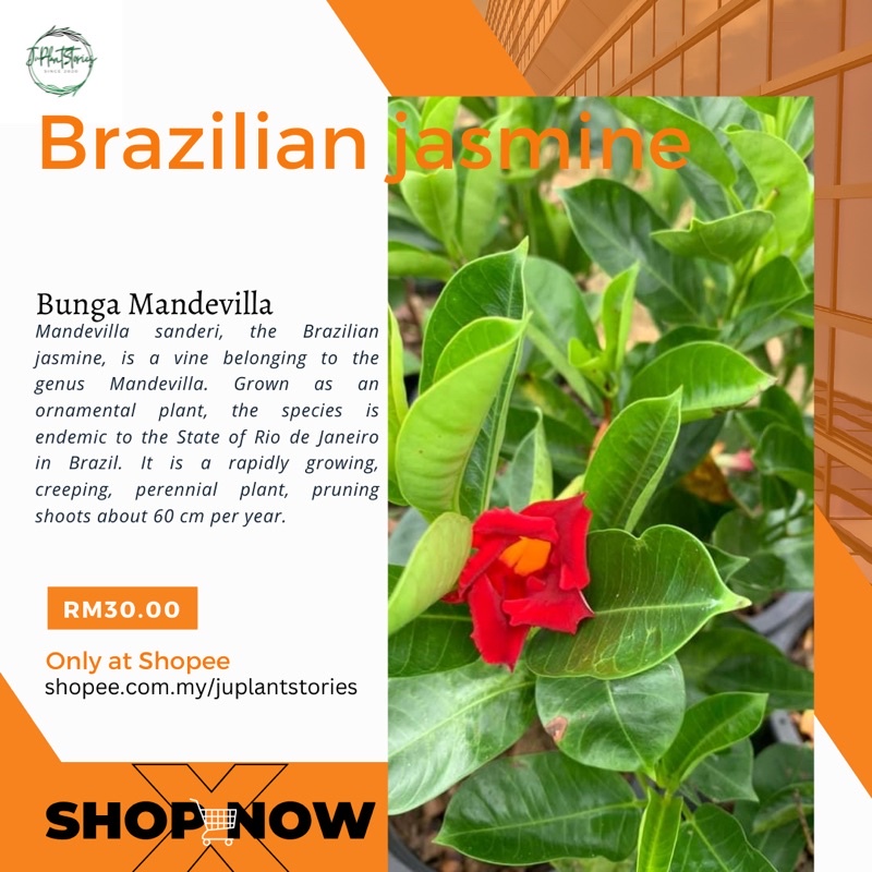 pokok bunga / brazilian jasmine / mandevilla | Shopee Malaysia