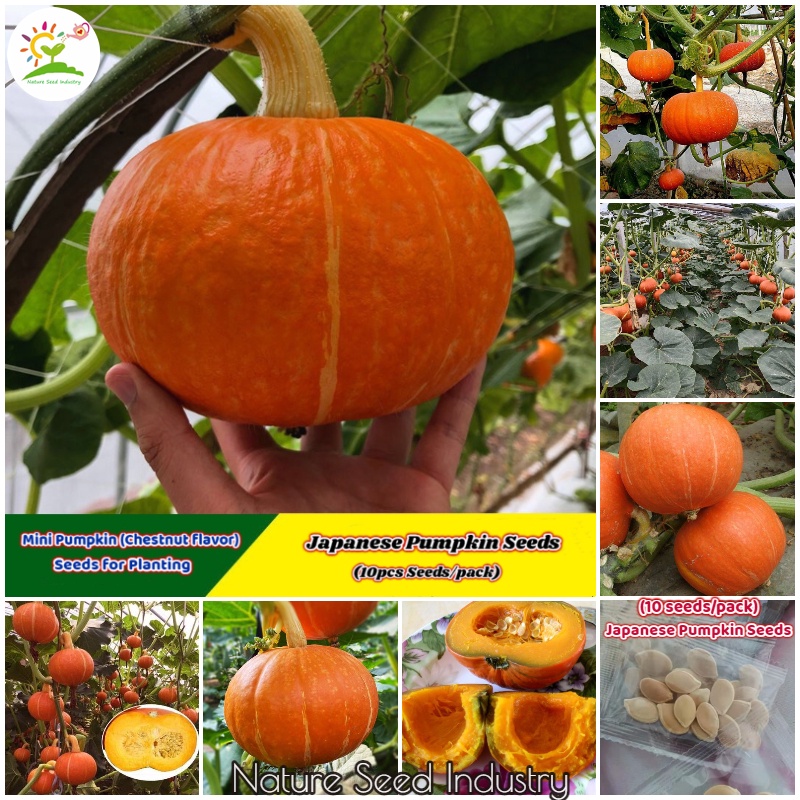 Japanese Pumpkin Vegetable Seeds for Planting (10 seeds/pack)丨贝贝南瓜丨Biji ...