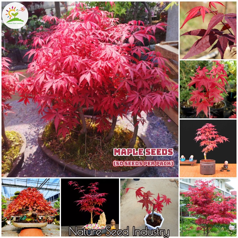 Red Maple Seeds for Planting 20PCS丨Acer Palmatum Bonsai Tree Real Seed ...