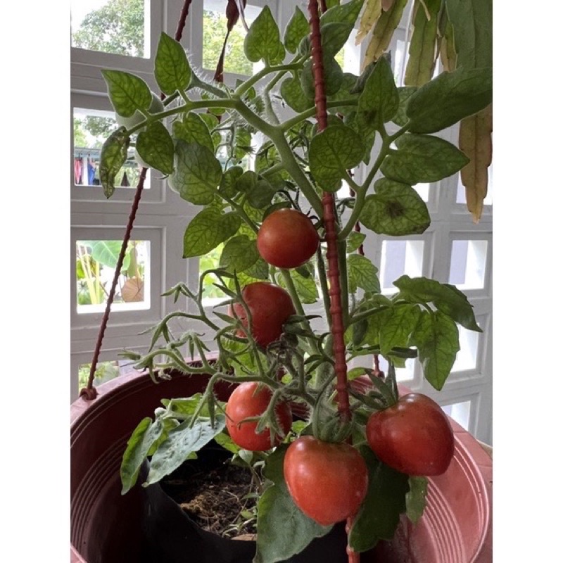 Pokok Tomato Ceri dalam polybag | Shopee Malaysia