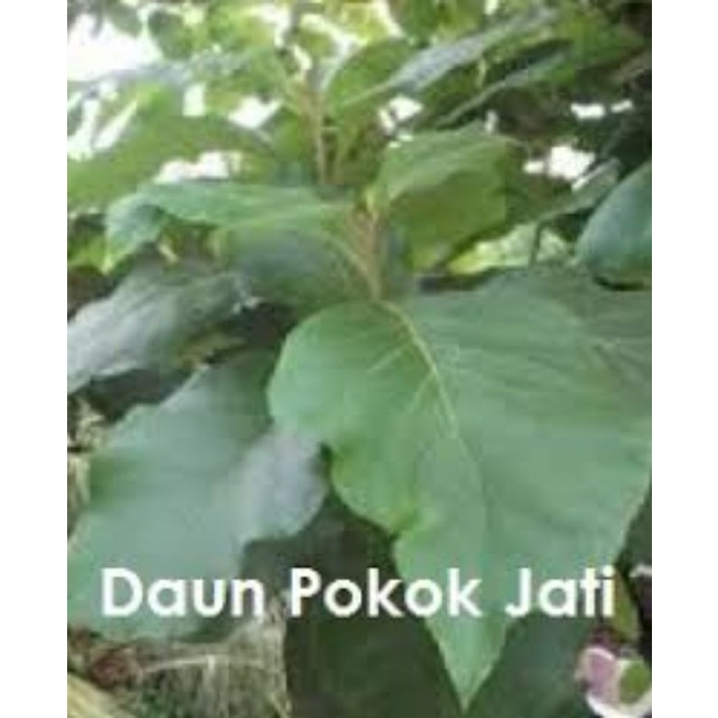 Anak Pokok Kayu Jati | Shopee Malaysia