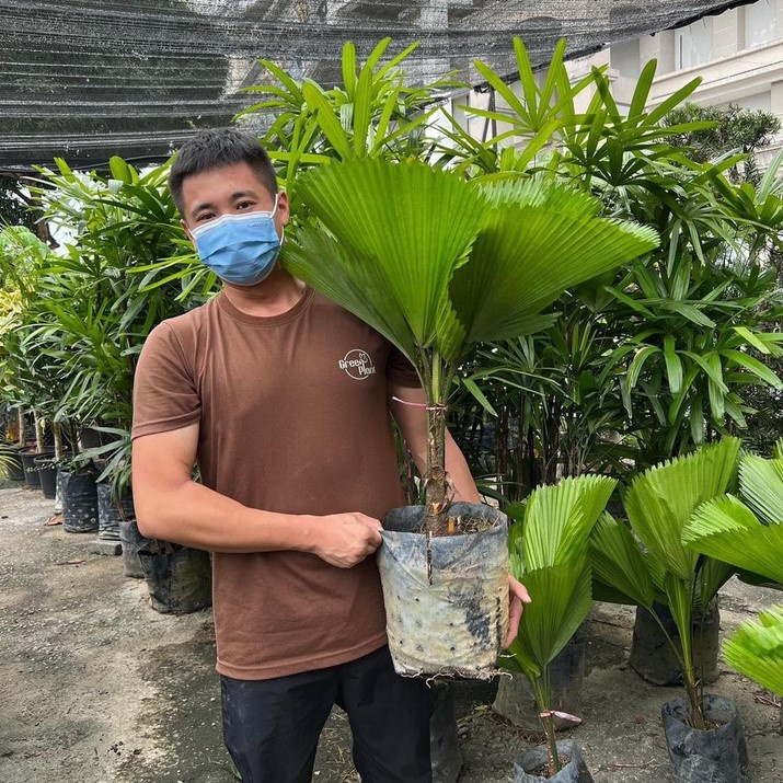 GPS Green Plant Society live tree Licuala Grandis 圆叶刺轴榈 (2 ft Big Tree ...