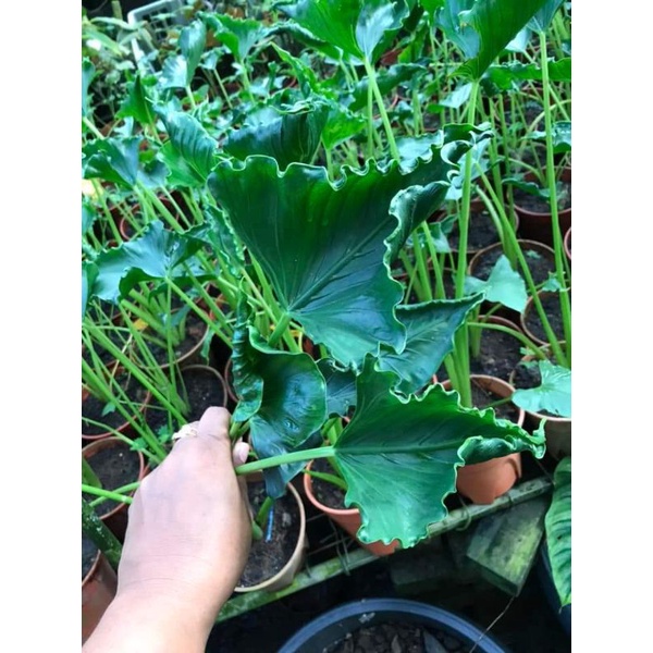 KKB Alocasia Triangularis aka Keladi Karipap | Shopee Malaysia