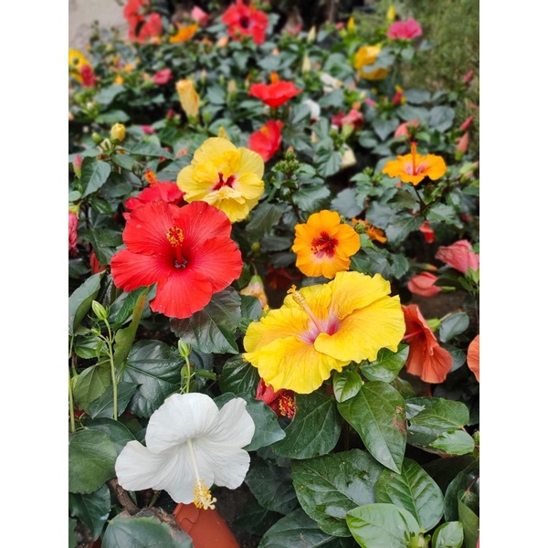 bunga raya real live plant | Shopee Malaysia