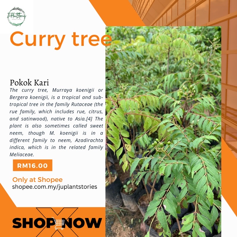 anak pokok kari / curry tree | Shopee Malaysia