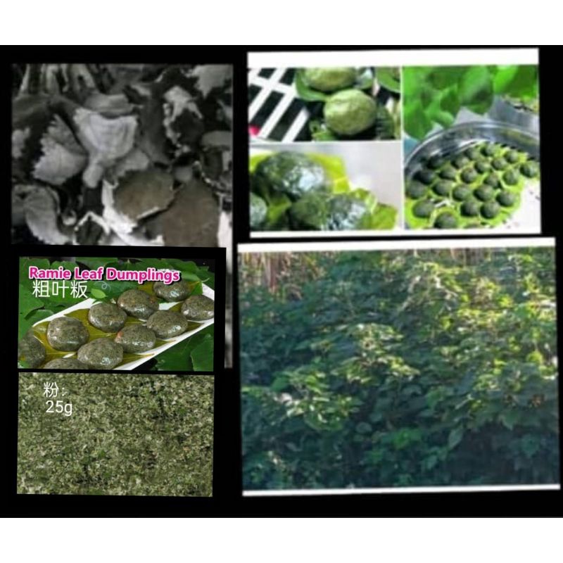 Takde COD/No COD:Dry Ramie Leaf~粗叶/厝叶~干叶(適合做粗叶粄) | Shopee Malaysia