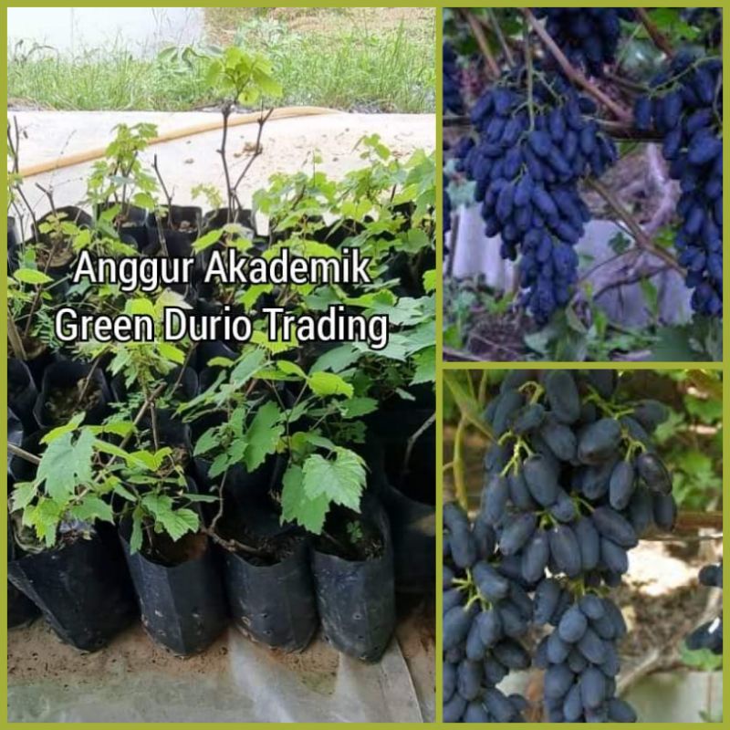 POKOK ANGGUR AKADEMIK, DIXON, ROMBIK, RUBEZZA, TRANSFIGURATION, JUBILEE ...