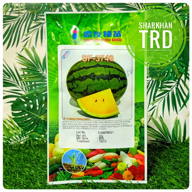 Paket 20 Gram SF-3740 2177 Biji Benih Tembikai Kuning Known You Seed F1 ...
