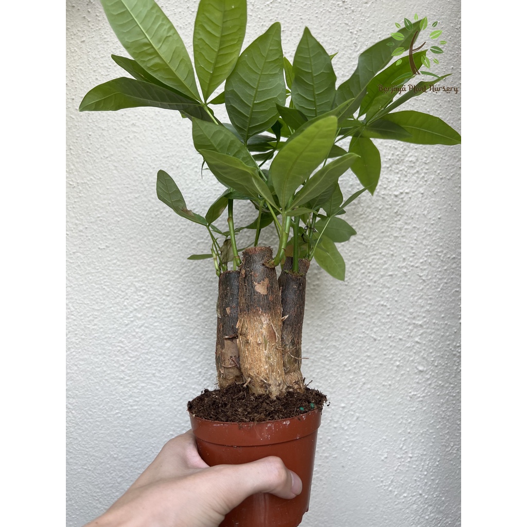 Berjaya Plant Nursery - Money Tree/Pachira Aquatica(Pokok Bunga Hidup ...