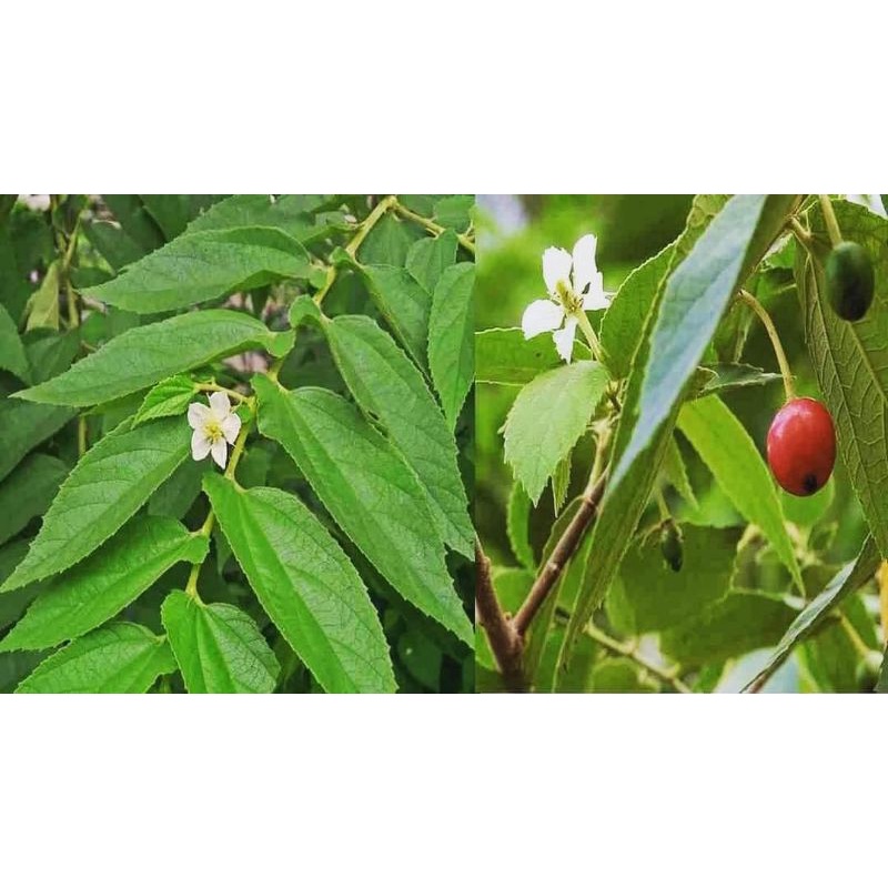 🔥Ready stok, 🔥 Daun ceri kampung 300gm | Shopee Malaysia