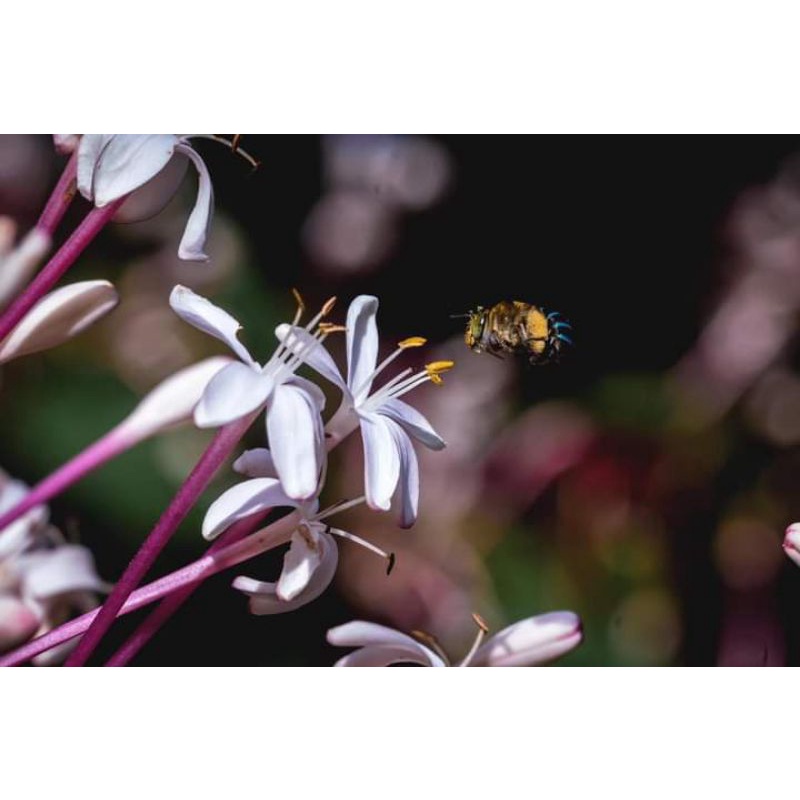 KKB Bagawak Morado, Starburst Bush, Shooting Star, clerodendrum ...