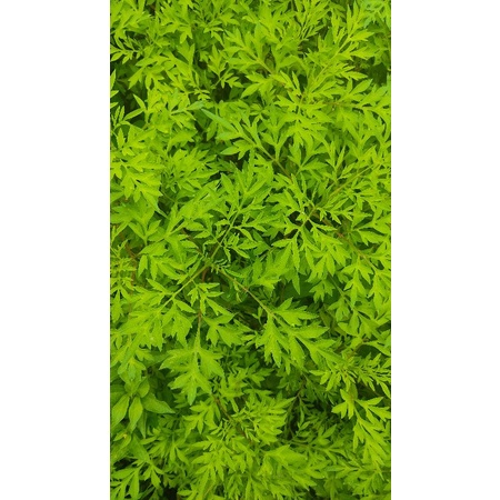 Pucuk Ulam Raja Fresh | Shopee Malaysia