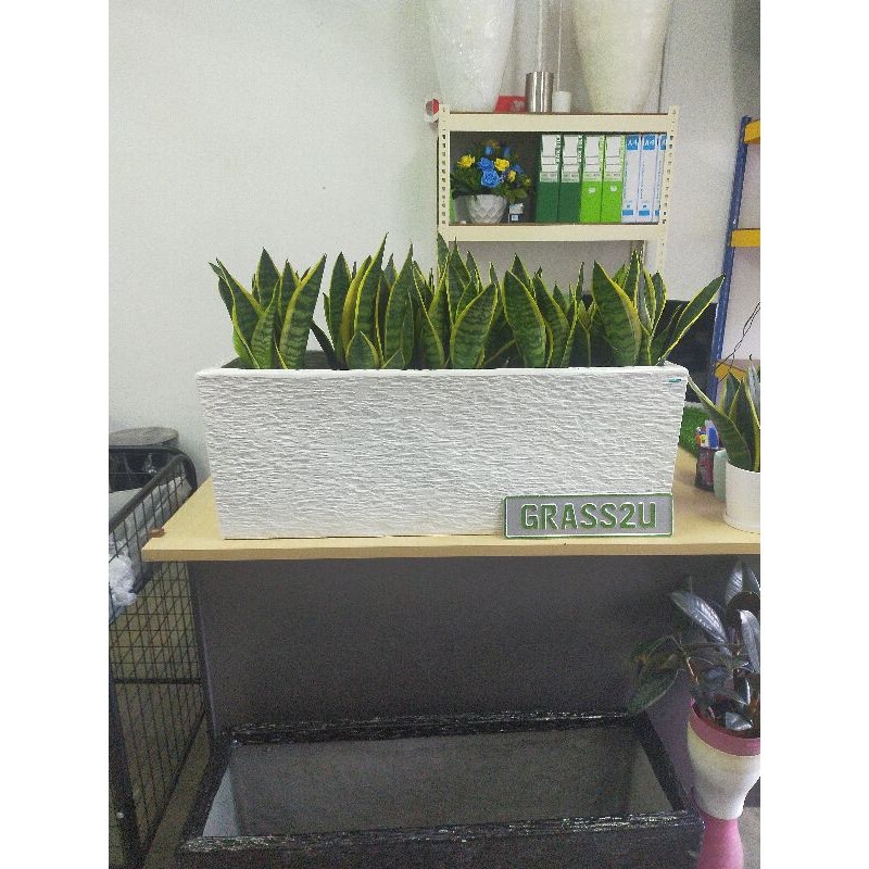 PASU FIBER PLANTER BOX GARDEN POT FIBRE VASE | Shopee Malaysia