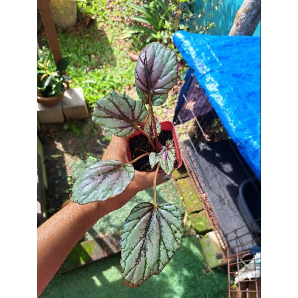 idaman garden 818 begonia plant pokok asam batu | Shopee Malaysia